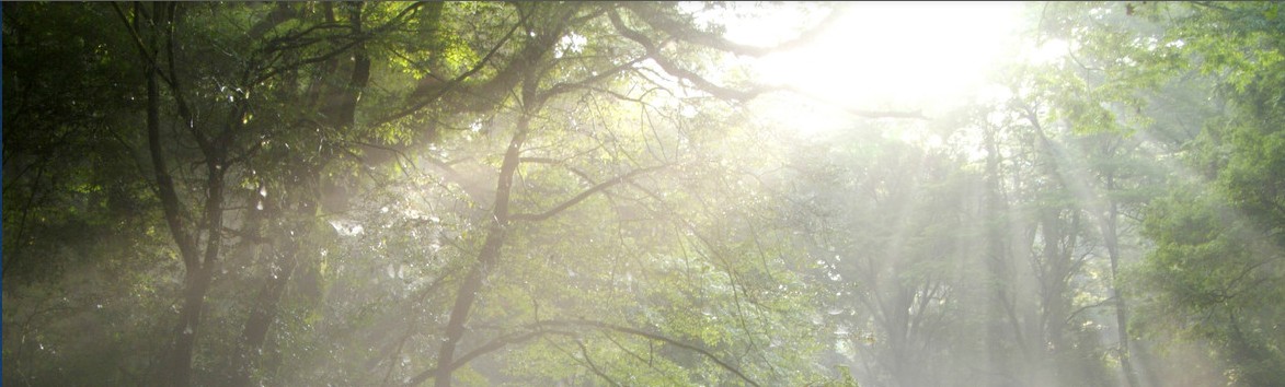 Rays Through Trees – St. Andrew's Presbyterian Church, Perth ON